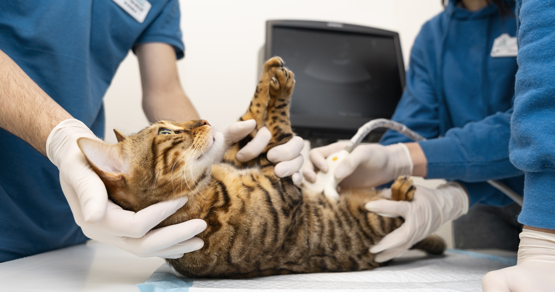 Pet Ultrasound Fairfield TX | Advanced Diagnostic Imaging