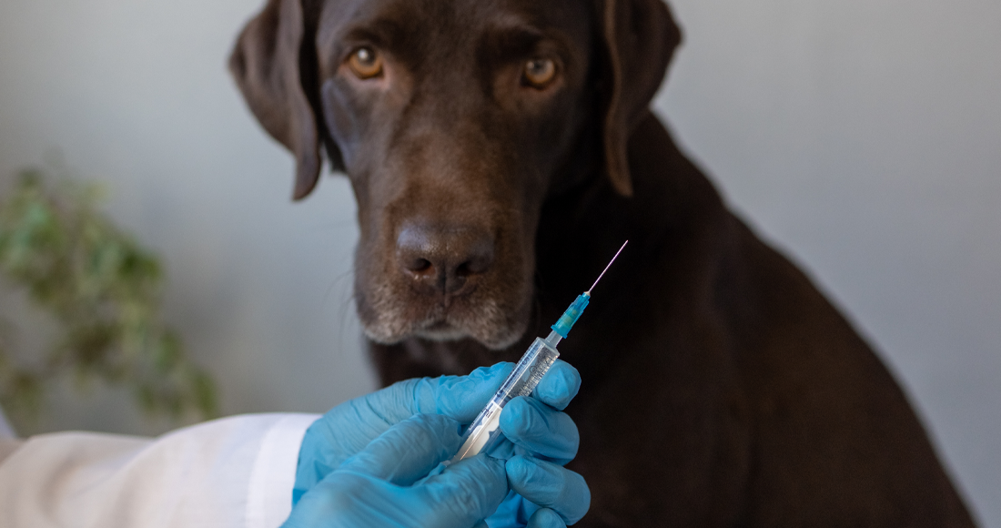 Soft Tissue Surgery Pets Fairfield TX | Expert Surgical Care